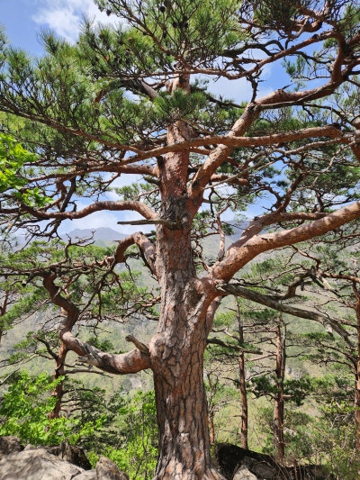 두타산 무릉계곡 베틀바위 산성길 등산코스 무릉계곡 관리소 베틀바위전망대 12산성폭포 용추폭포쌍폭포 관리소