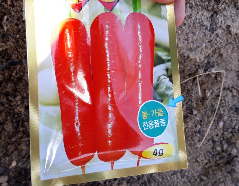 당근 심는시기파종시기 모종 씨앗 심기 당근싹 재배 키우기 네이버 블로그