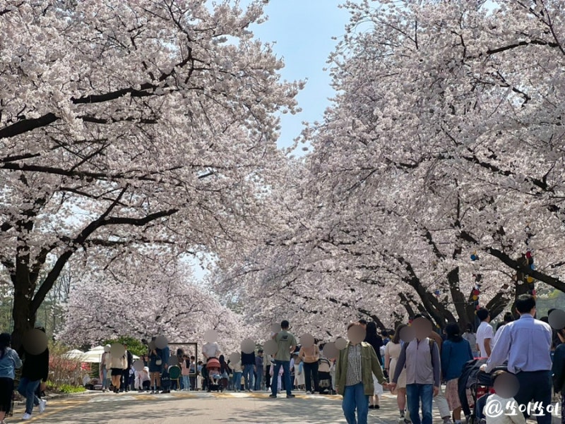 2024 렛츠런파크 서울 벚꽃축제 벚꽃기자단 후기 과천 경마공원 네이버 블로그