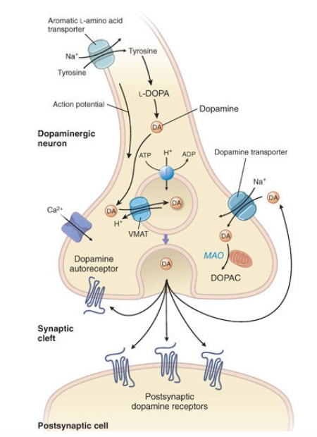 섬망,정신/행동장애 시 투약하는 페리돌주(Haloperidol) 효과 및 부작용, 주의사항, IM 근육주사, 약리기전 : 네이버 블로그