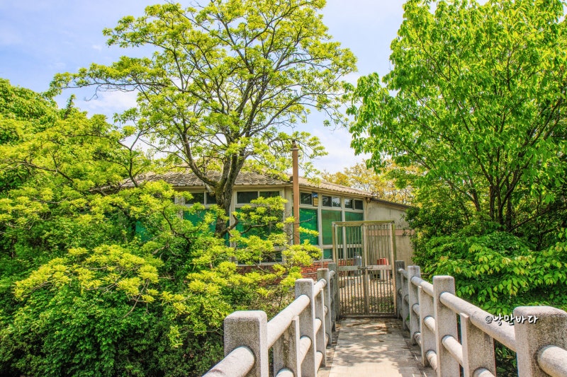 밀양 위양지 이팝나무 개화시기 4월 23일 개화 상황 공유 네이버 블로그