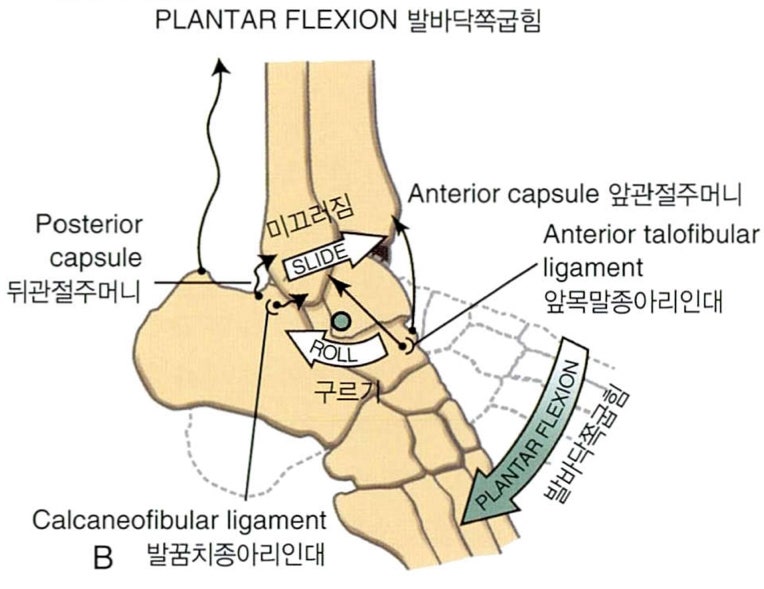 뉴만 발목관절의 구조와 기능 네이버 블로그