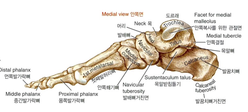 뉴만 발목관절의 구조와 기능 네이버 블로그