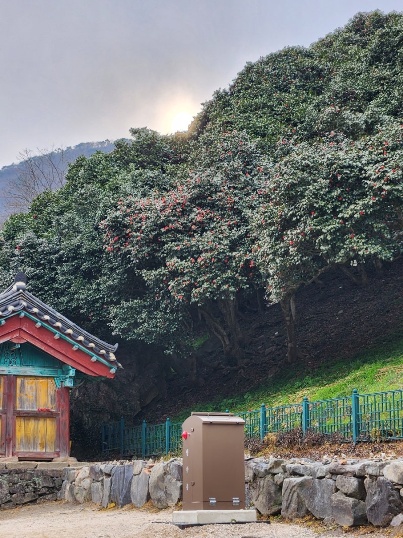 고창 가볼 만한 곳 선운사 선운사 동백꽃을 보신 적이 있나요 네이버 블로그