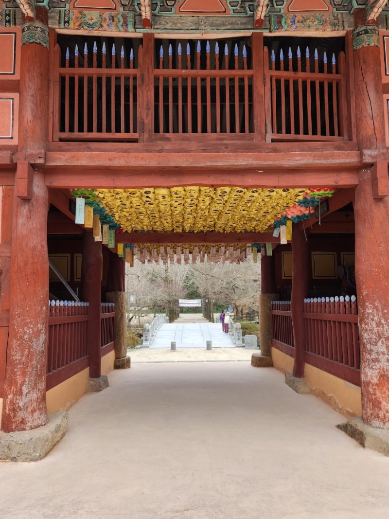 고창 가볼 만한 곳 선운사 선운사 동백꽃을 보신 적이 있나요 네이버 블로그