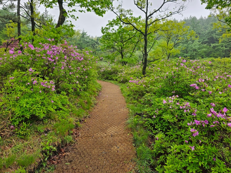 보성 일림산 철쭉 산행 최단 등산 코스 And 철쭉 축제·문화행사 네이버 블로그