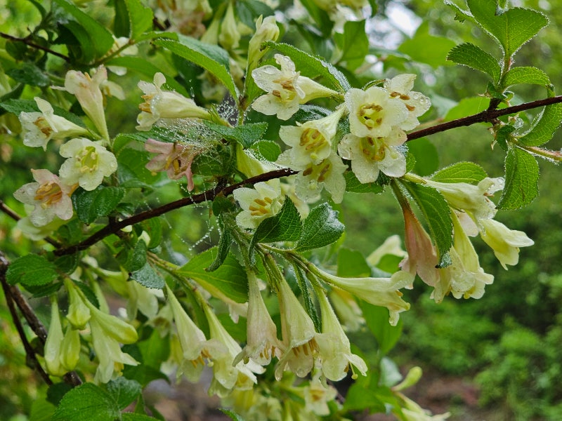 보성 일림산 철쭉 산행 최단 등산 코스 And 철쭉 축제·문화행사 네이버 블로그