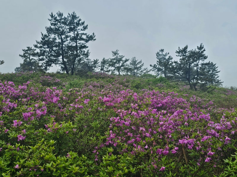 보성 일림산 철쭉 산행 최단 등산 코스 And 철쭉 축제·문화행사 네이버 블로그