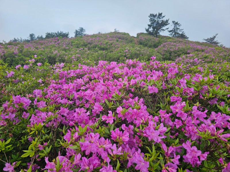 보성 일림산 철쭉 산행 최단 등산 코스 And 철쭉 축제·문화행사 네이버 블로그