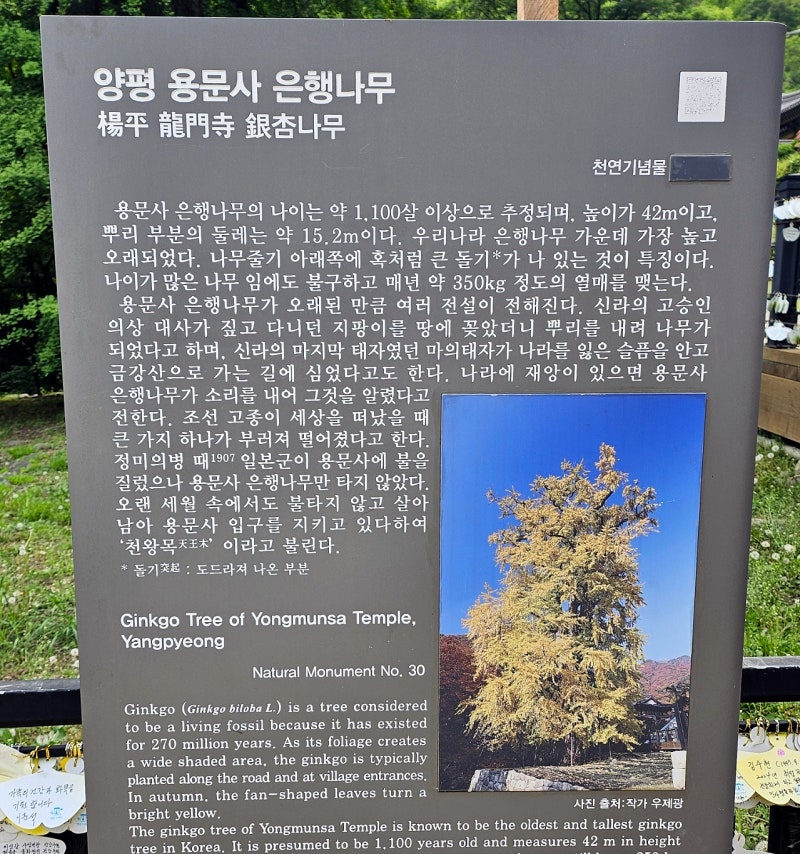 양평 가볼만한곳 용문사 주차장 템플스테이 은행나무 카페 네이버 블로그