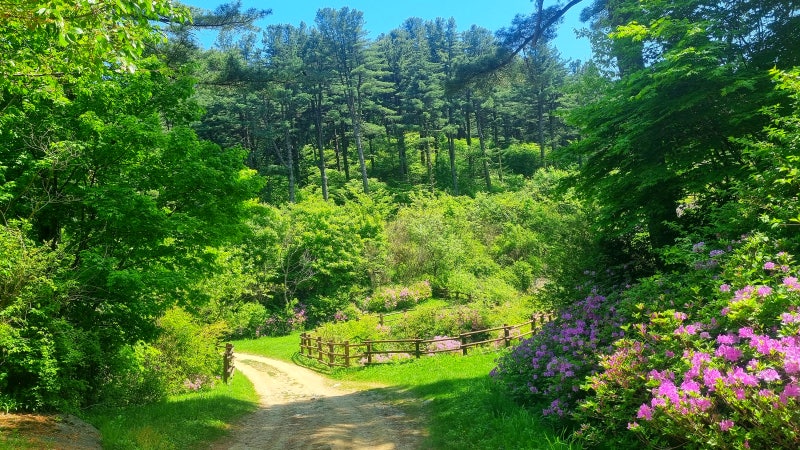 치유의 숲 경기도 잣향기푸른숲가평 네이버 블로그