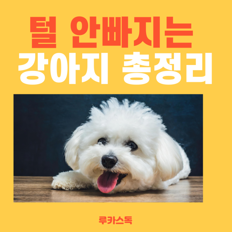 털 안 빠지는 강아지 종류 대형견 소형견 14가지 품종 총정리 네이버 블로그
