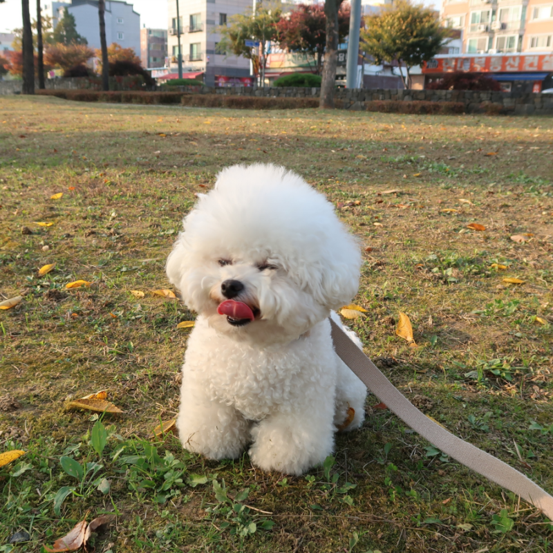 털 안 빠지는 강아지 종류 대형견 소형견 14가지 품종 총정리 네이버 블로그