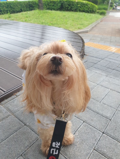 펫츠고 춘천 애견동반여행 반려견 테마파크 강아지숲 네이버 블로그