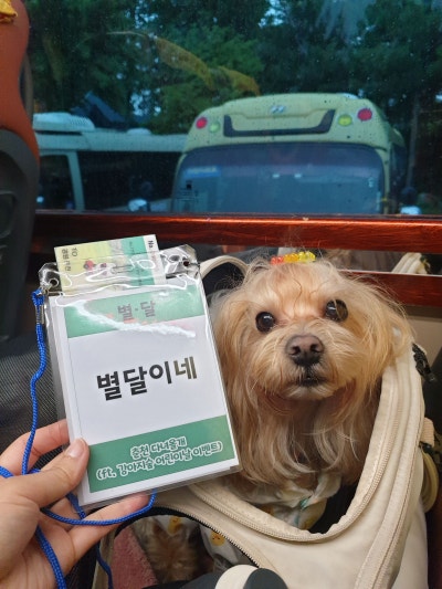 펫츠고 춘천 애견동반여행 반려견 테마파크 강아지숲 네이버 블로그