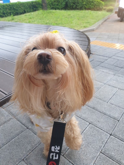 펫츠고 춘천 애견동반여행 반려견 테마파크 강아지숲 네이버 블로그