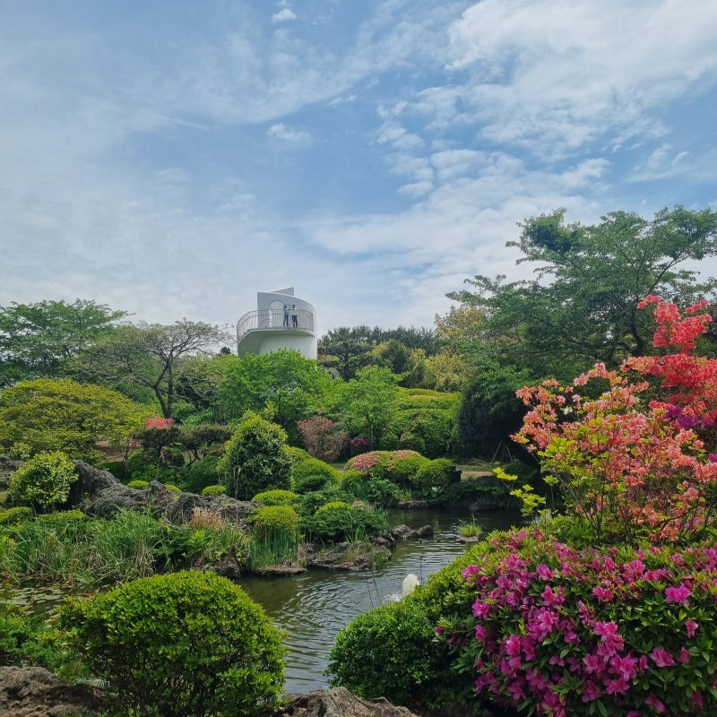제주도 서귀포 가볼만한 곳 제주 카멜리아힐 할인 주차 카멜리아힐 5월 수국 사진찍기 좋은 곳 서귀포 관광지 네이버 블로그
