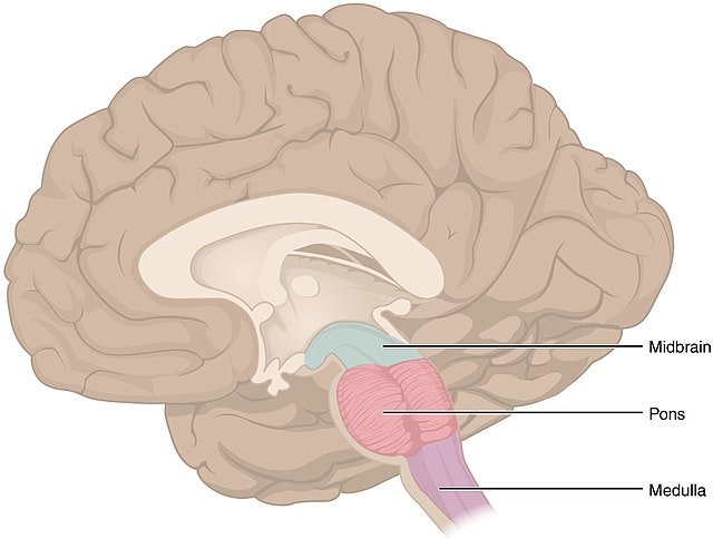 생명과학 중추신경계 대뇌 간뇌 뇌줄기 소뇌 전두엽 두정엽 측두엽 후두엽 시상 시상하부 뇌하수체