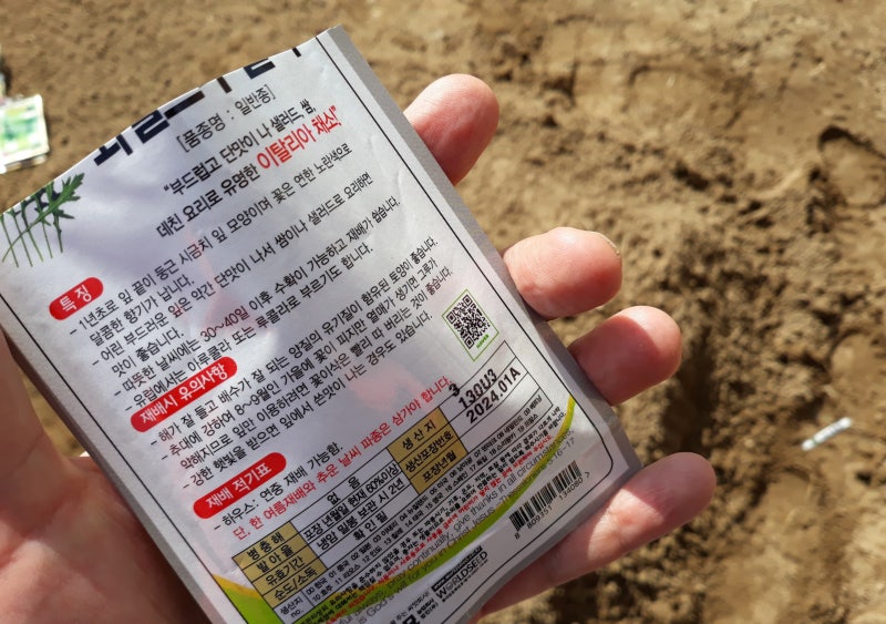 루꼴라 키우기 와일드루꼴라 씨앗 파종시기심는시기 심는방법 모종 심기 심는법 루꼴라맛 네이버 블로그