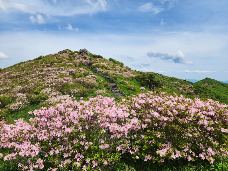 신록의 소백산 비로봉 초보 등산코스 추천 Feat 철쭉 상태 2024513월 네이버 블로그