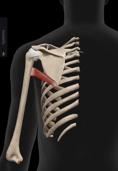 [해부학] Teres Major - 대원근, 회전근개근육 : Teres Minor - 소원근 : 네이버 블로그