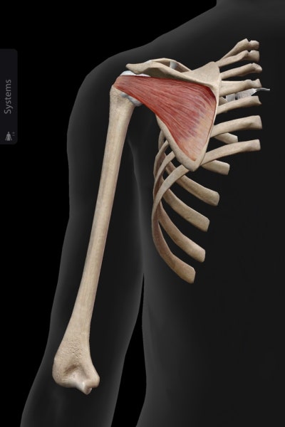 해부학 회전근개근육 Infraspinatus 극하근가시아래근 네이버 블로그