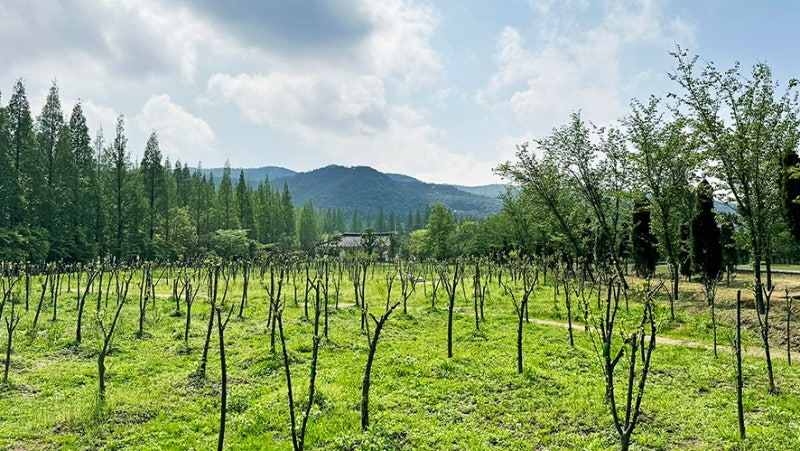경북 천년 숲 정원 경주 가볼 만한 곳 경주 여행 추천 네이버 블로그