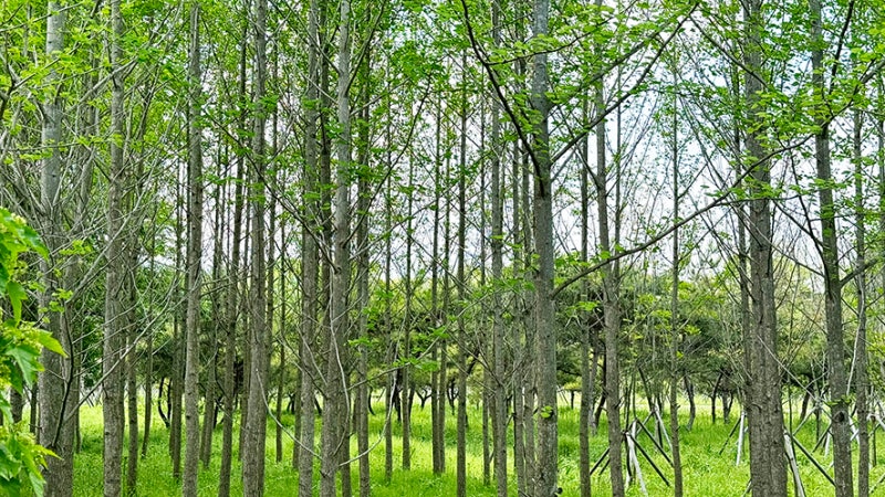 경북 천년 숲 정원 경주 가볼 만한 곳 경주 여행 추천 네이버 블로그