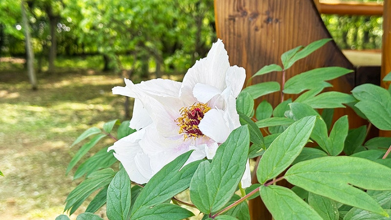 경북 천년 숲 정원 경주 가볼 만한 곳 경주 여행 추천 네이버 블로그