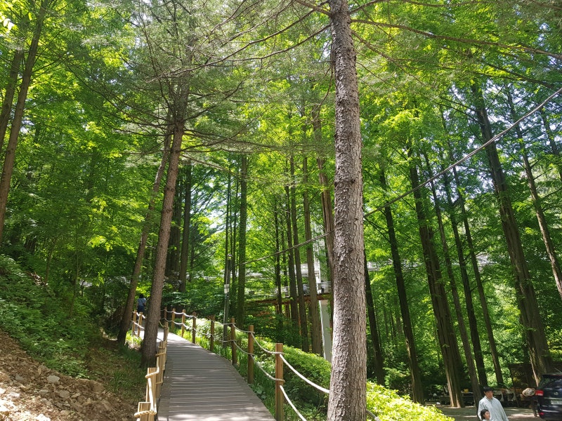 장태산자연휴양림 메타세쿼이아 산림욕장 출렁다리 숲속어드벤처 대전 명소 가볼만한 곳 네이버 블로그