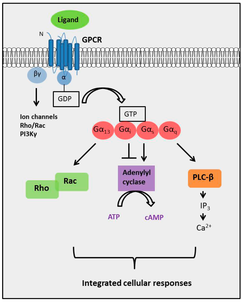 세포의 신호전달과 G 단백(Cell signaling and G Protein) : 네이버 블로그