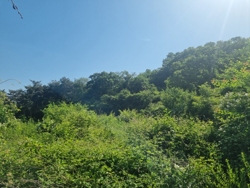 해발500m 청정지역 싼땅 함양군 토지 매매함양부동산함양토지매매함양땅매매함양군땅매매함양시골땅매물서하면부동산 네이버 블로그