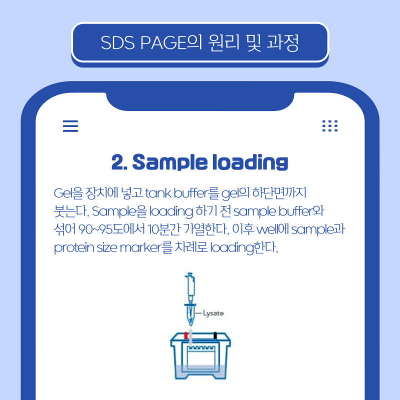 (A부터 Z까지) SDS PAGE 편 : 네이버 블로그