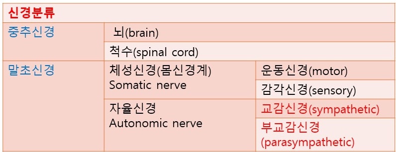 자율신경 교감 부교감신경 네이버 블로그