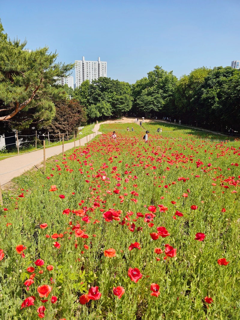 6월 서울 가볼만한곳 꽃구경 올림픽공원 들꽃마루 양귀비 유채꽃 네이버 블로그