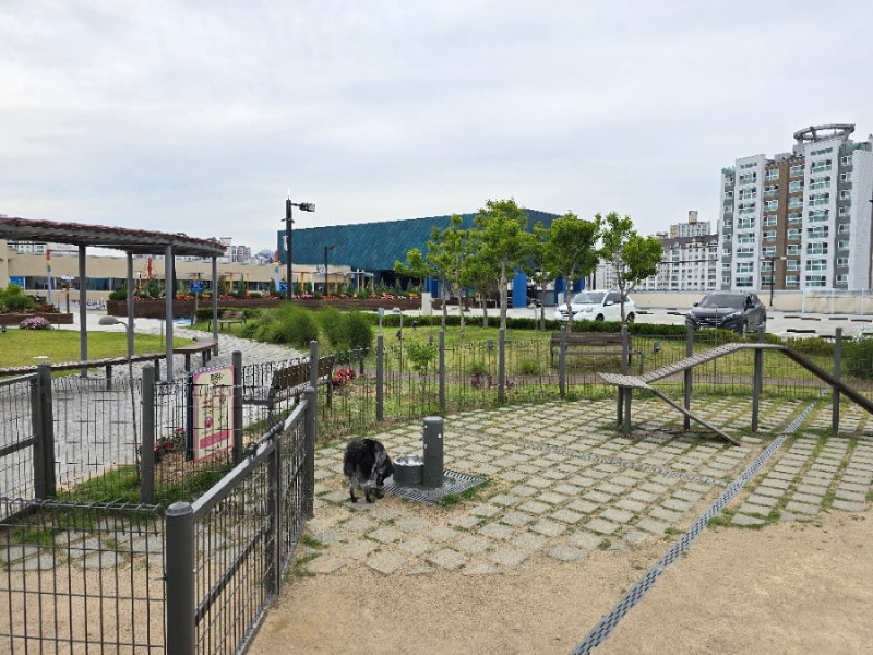 강아지공원 명지 스타필드 옥상 애견놀이터 강아지랑 갈만한곳 무료 반려견 펫파크 네이버 블로그