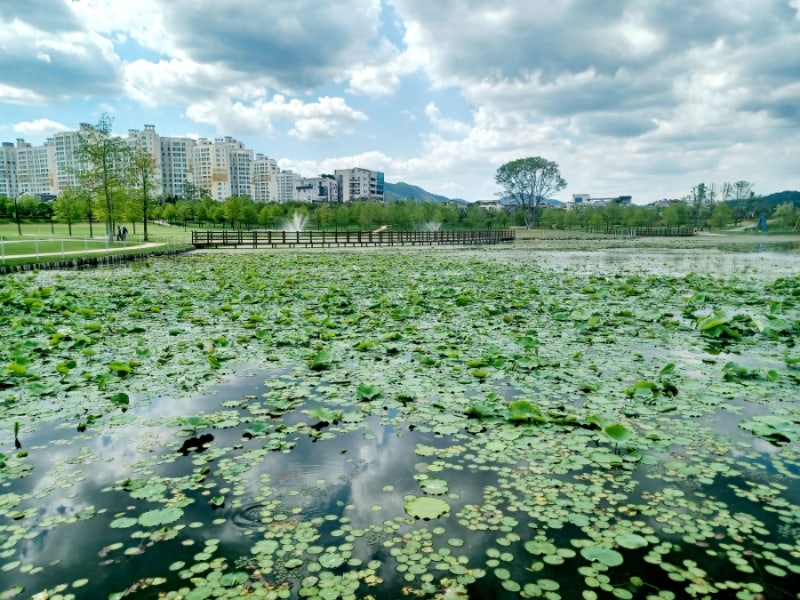 순천오천그린광장과 그린아일랜드 산책 명상 맨발걷기 좋은곳 네이버 블로그