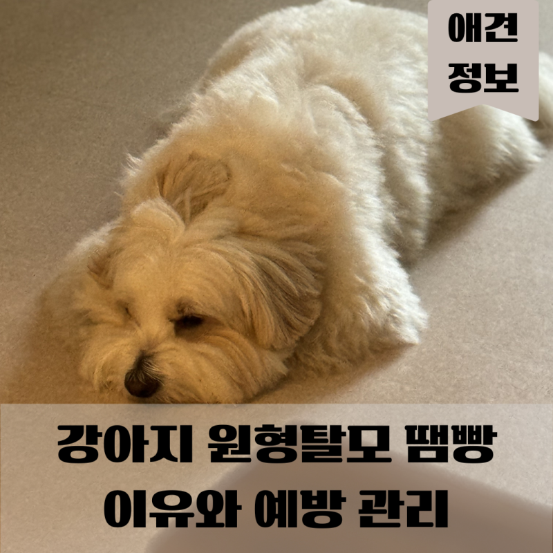 강아지 땜빵 강아지 원형탈모 원인과 대처 네이버 블로그