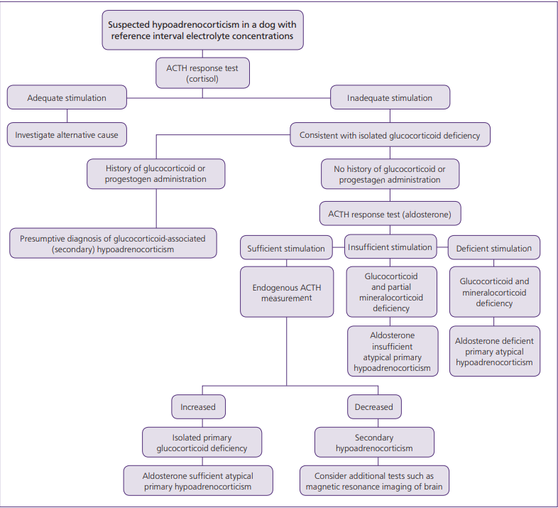 Hypoadrenocorticim in dog : 네이버 블로그