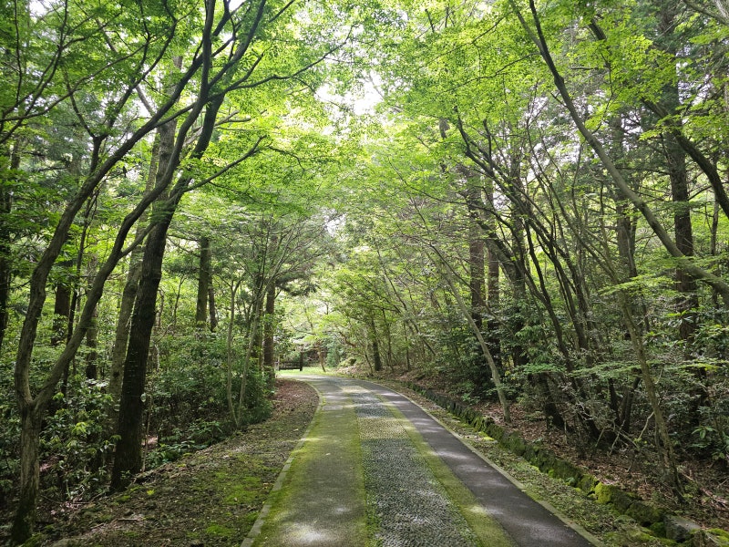 제주 남쪽 가볼만한곳 서귀포 자연휴양림 법정악 전망대 야영장 등 제주도 숲길 여행 네이버 블로그