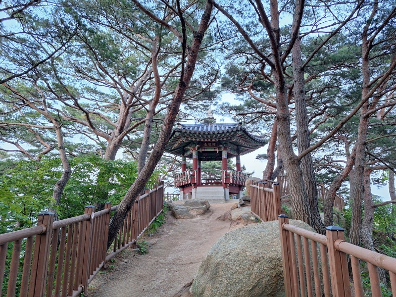 하조대 양양 8경 중 하나 기암절벽 위 애국송 강원도 양양 가볼 만한 곳 네이버 블로그