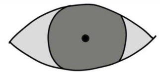 pupil 크기 pupil 모양 pupil light reflex 빛반사 보는 법 : 네이버 블로그