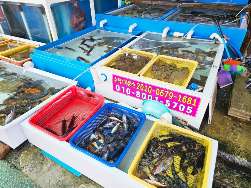 동해 묵호항 수산시장 회센터 다양한 해산물과 회포장 단새우 저렴하게 네이버 블로그