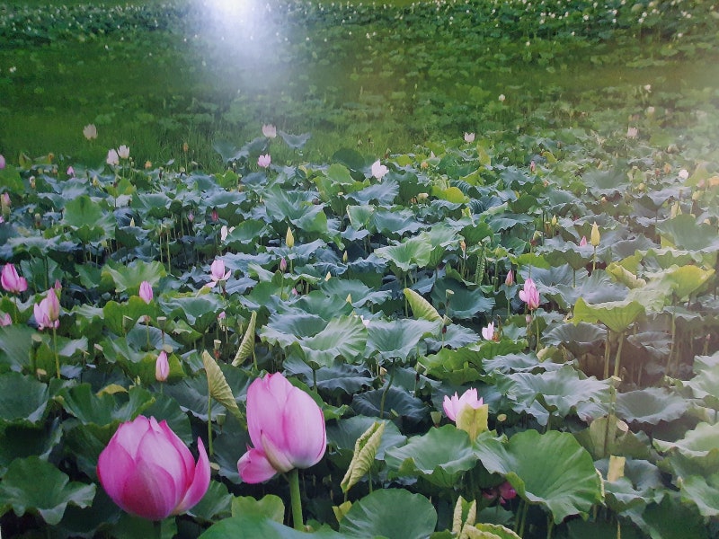 충남 당진 여행코스 합덕수리민속박물관 And 국보순회전 모두의 곁으로 And 합덕제방죽 And 당진합덕연꽃축제 네이버 블로그