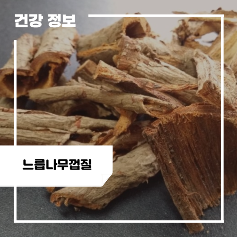 느릅나무껍질 효능 5가지 부작용 느릅나무뿌리껍질 유근피차 효능 네이버 블로그