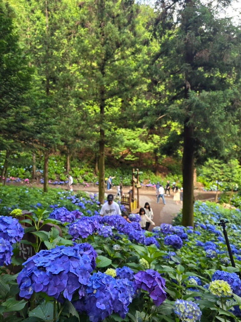 전남 보성 6월 가볼만한 곳 수국 명소 윤제림 성림정원 입장료 주차비 네이버 블로그