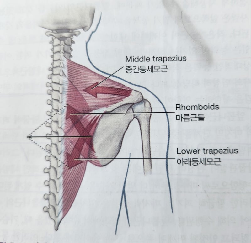 뉴만 키네시올로지 어깨가슴관절의 내밈근육 And 뒤당김운동 하부승모근운동 네이버 블로그