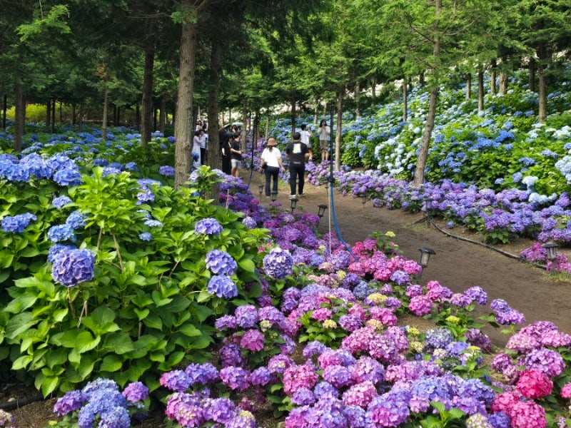 전남 보성 6월 가볼만한 곳 수국 명소 윤제림 성림정원 입장료 주차비 네이버 블로그