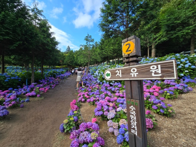 전남 보성 6월 가볼만한 곳 수국 명소 윤제림 성림정원 입장료 주차비 네이버 블로그