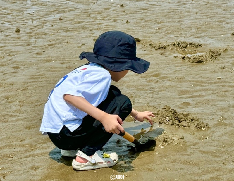 태안 맛조개 체험 청포대 해수욕장 서해 갯벌 조개잡이 조개캐기 네이버 블로그